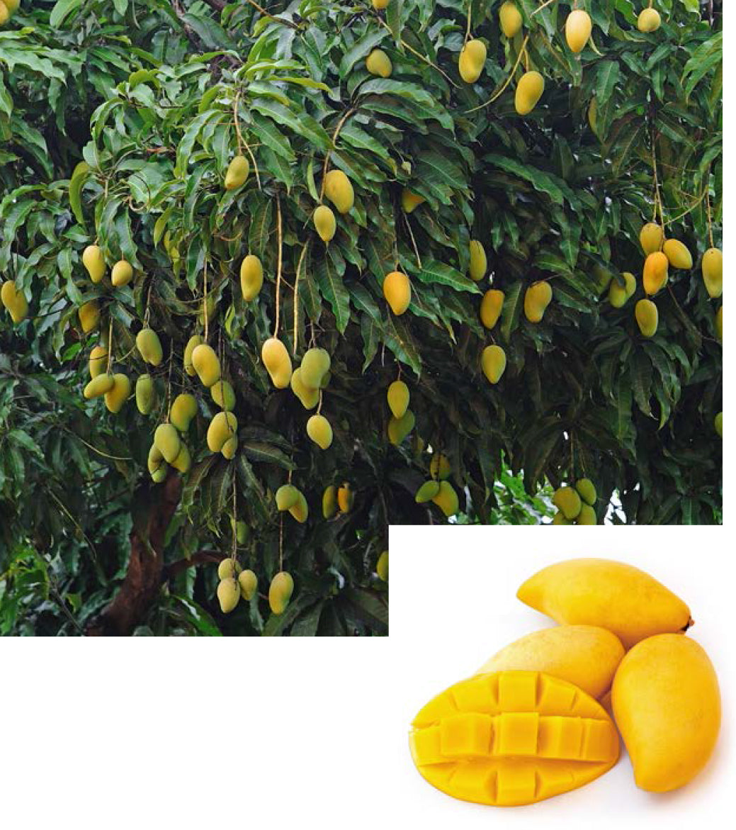 mango ripe on tree