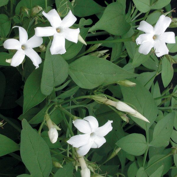How To Grow Hardy Jasmine | Jasmine officinale – Logee's Plants
