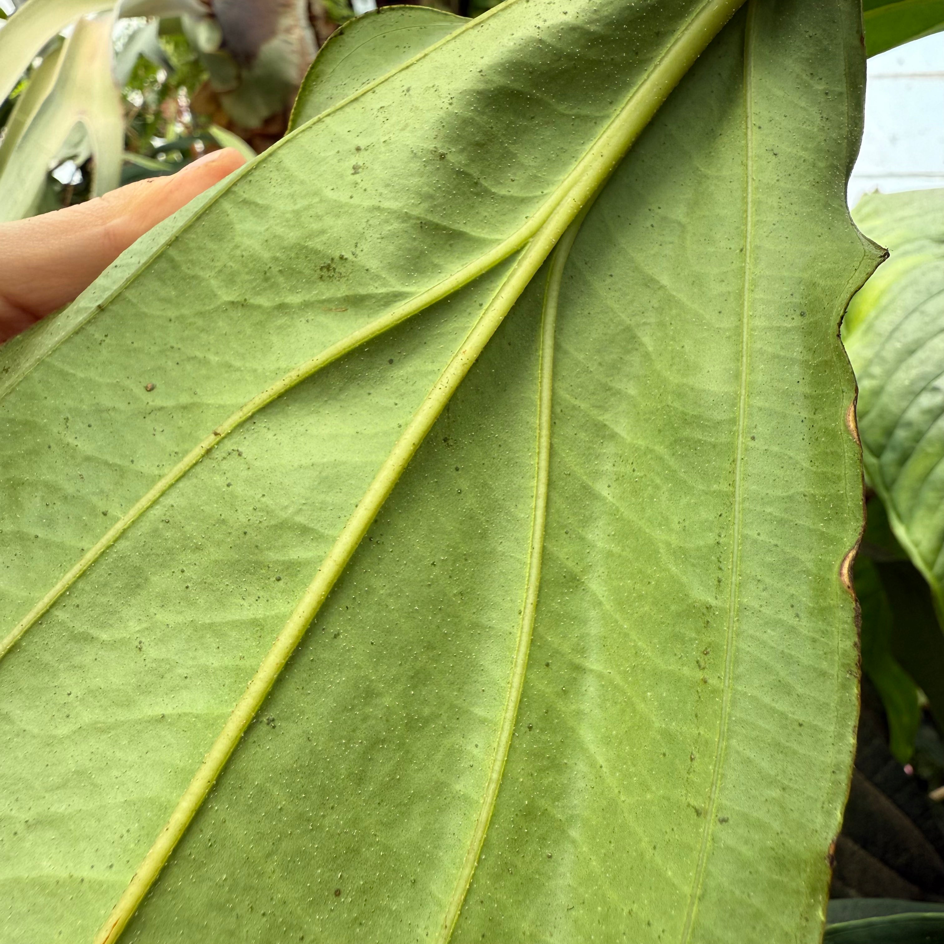 Identifying Harmless Molds vs. Bug Infestations – Logee's Plants