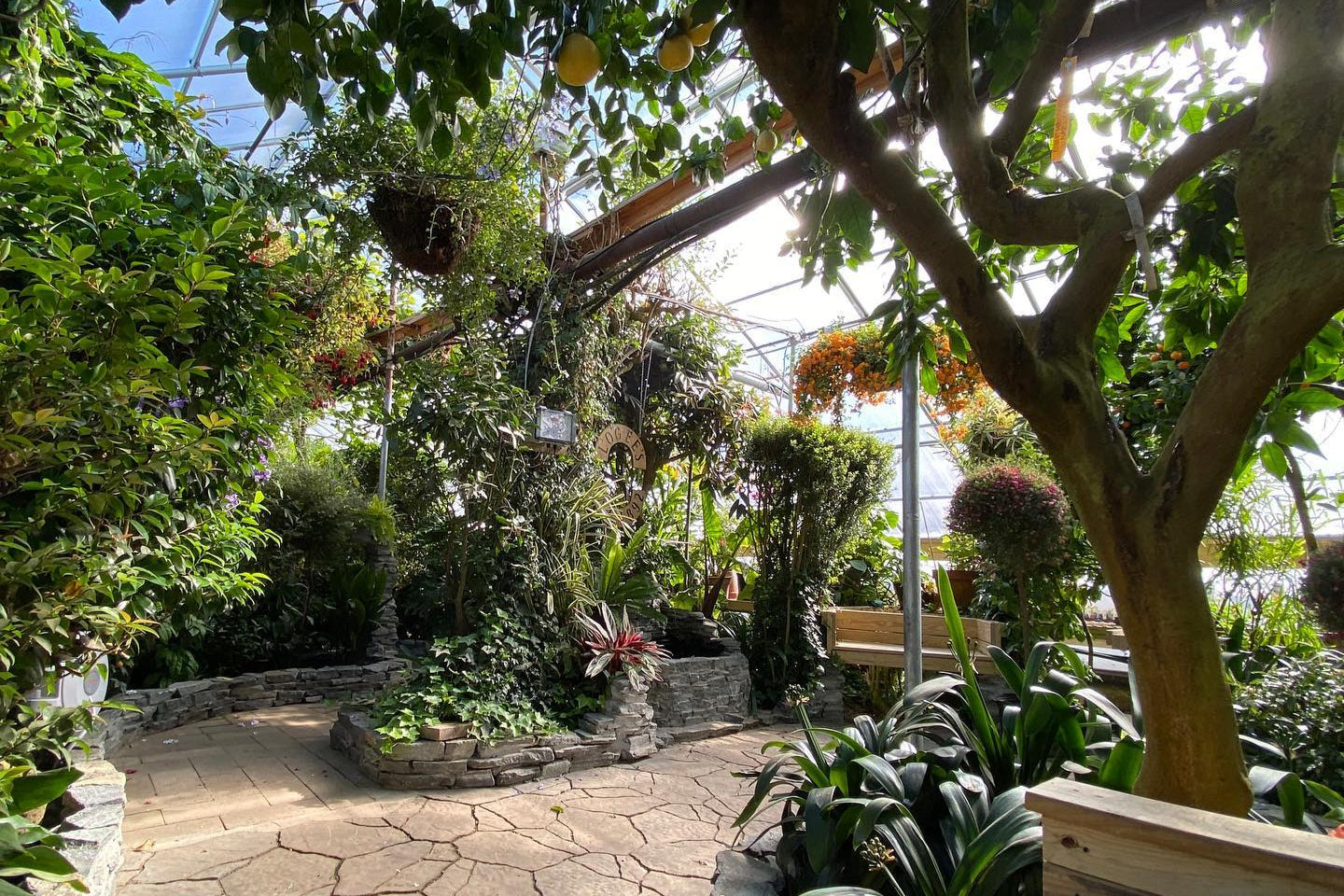 Retail Greenhouses & Plant Store | Logee's – Logee's Plants