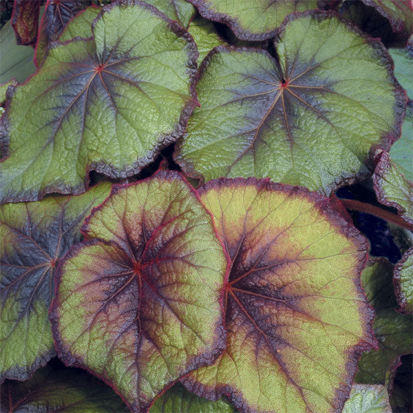 Begonia ‘Fireflush’ For Sale – Logee's Plants