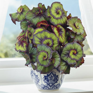Begonia ‘Curly Fireflush’ For Sale – Logee's Plants