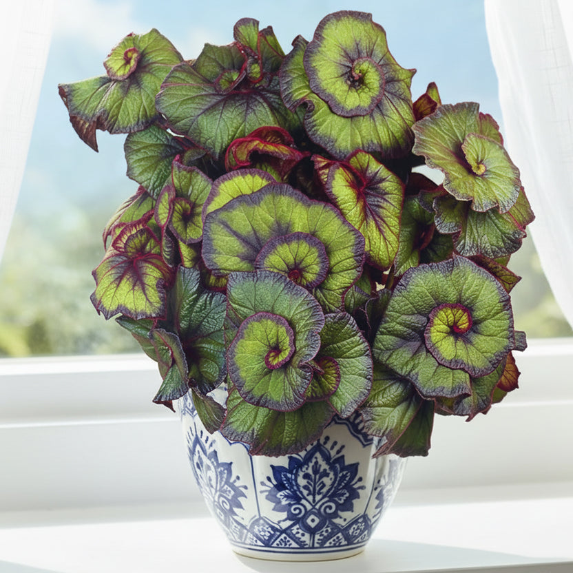 Begonia ‘Curly Fireflush’ For Sale – Logee's Plants