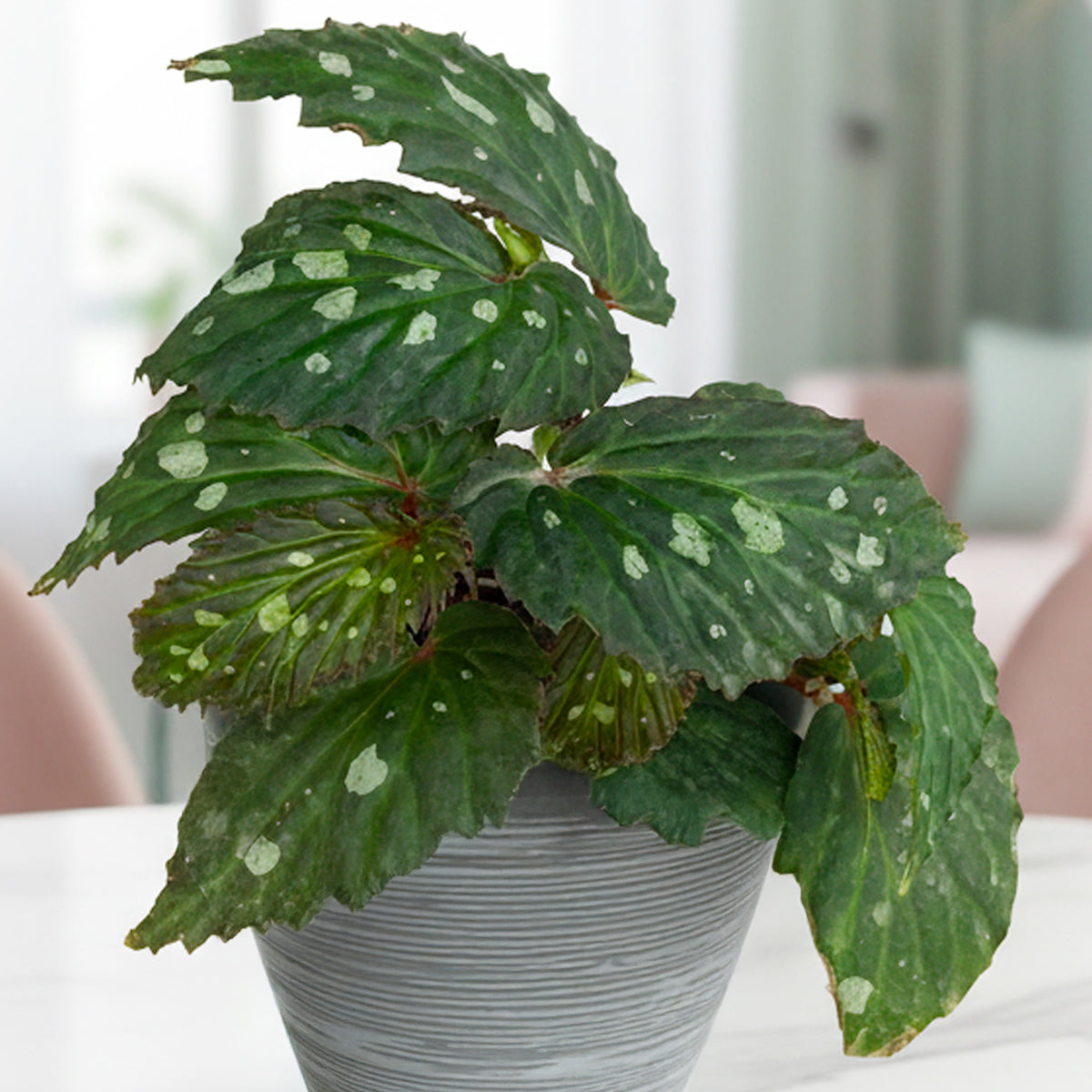 Begonia sp. Mantuk for Sale – Logee's Plants