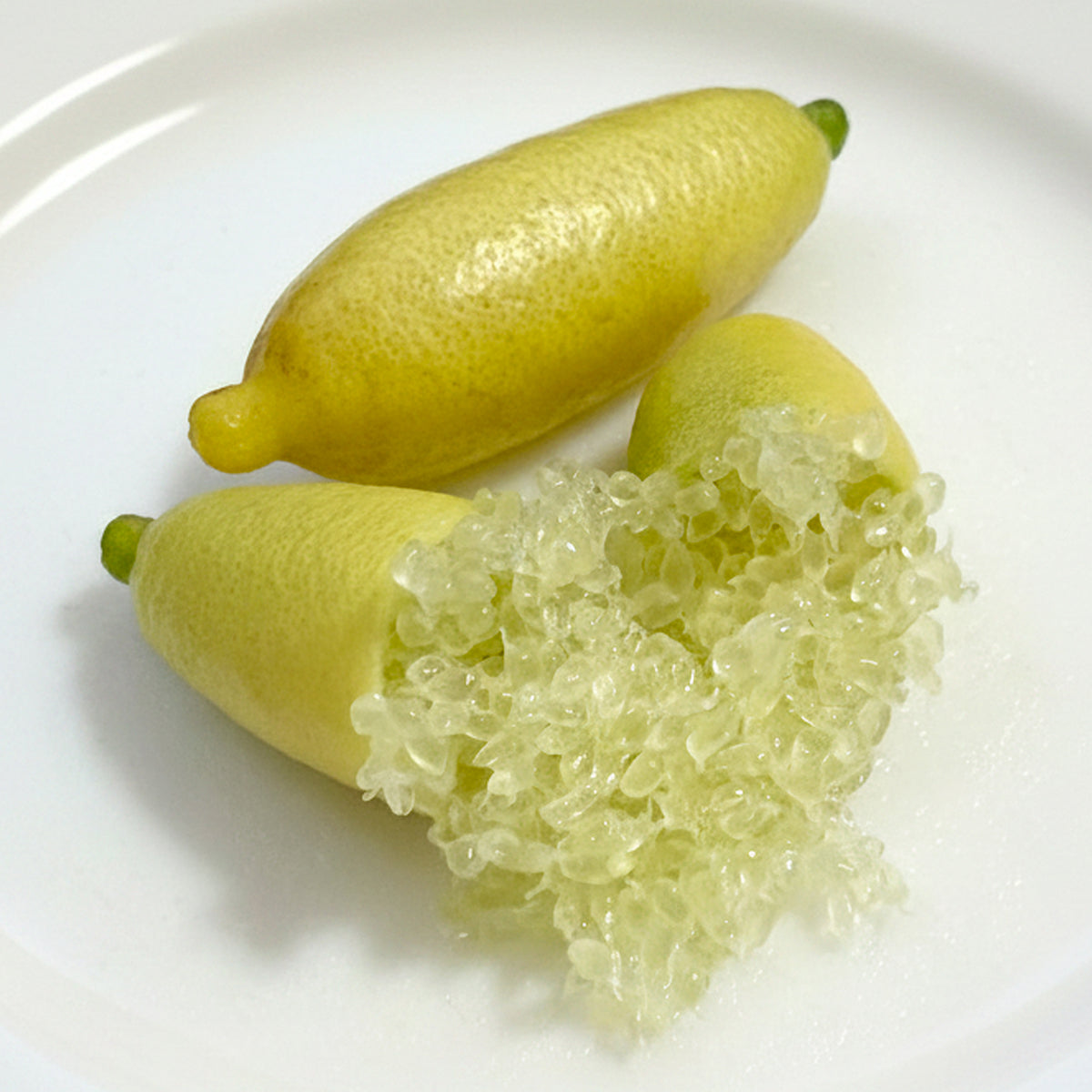 Australian Finger Lime Tree For Sale – Logee's Plants