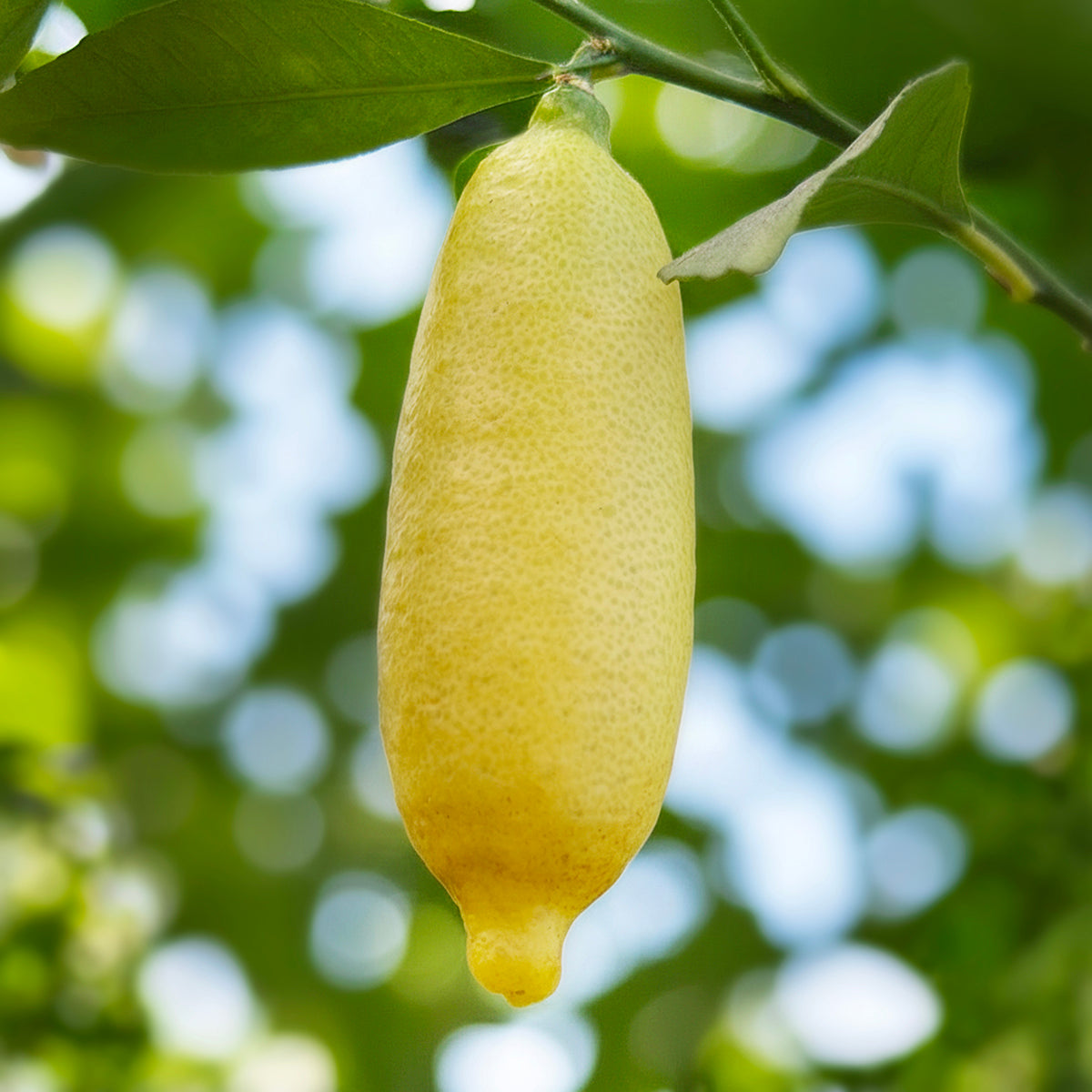 Australian Finger Lime Tree For Sale – Logee's Plants