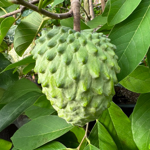 Atemoya Tree ‘Geffner’ For Sale – Logee's Plants