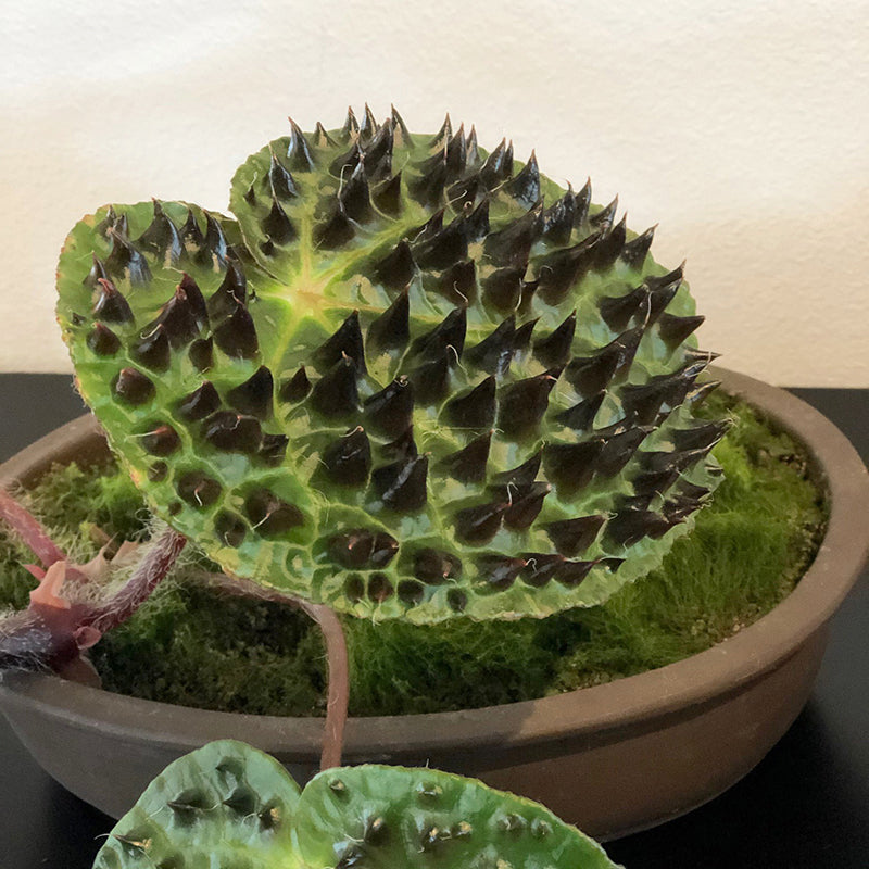 Begonia ferox For Sale – Logee's Plants