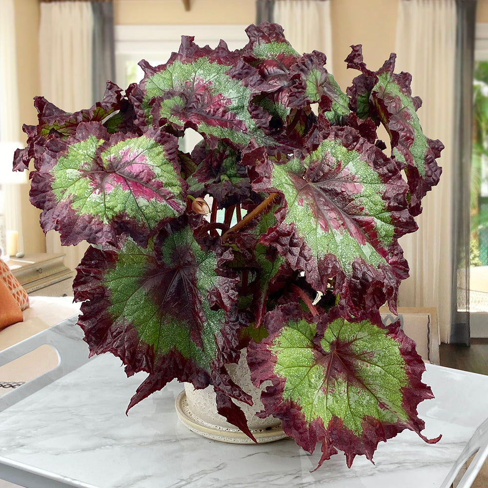 Begonia ‘Ribbon Candy’ (Begonia rex hybrid) – Logee's Plants