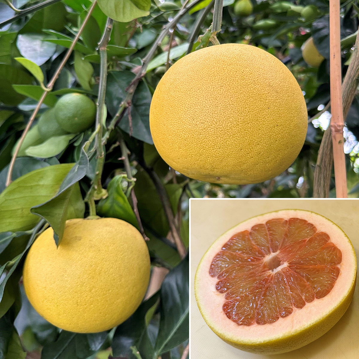 Pummelo Tree ‘Chandler’ (Citrus maxima) – Logee's Plants