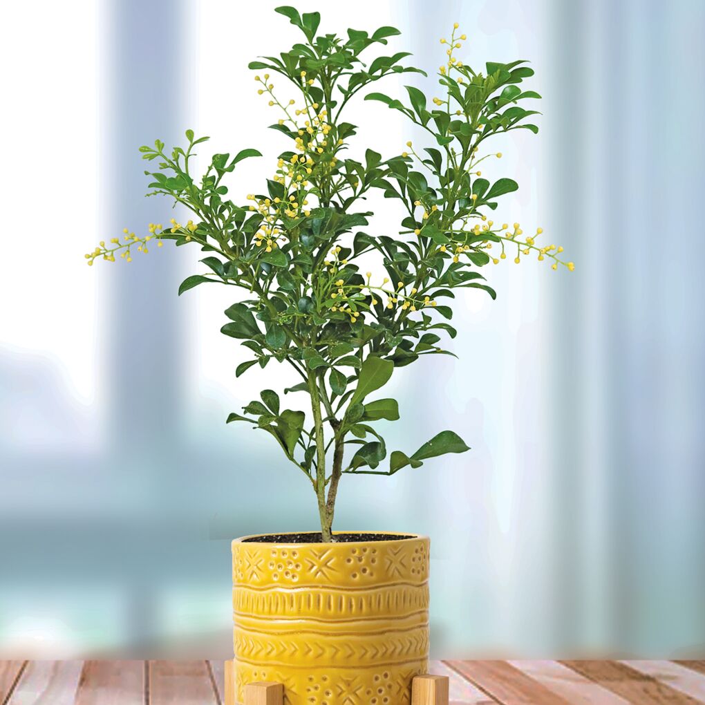 Chinese Perfume Plant For Sale – Logee's Plants