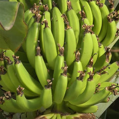 Banana Plant ‘Dwarf Lady Finger’ For Sale – Logee's Plants
