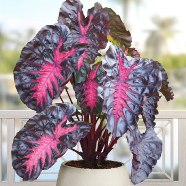 Elephant Ear Redemption™ PP For Sale – Logee's Plants
