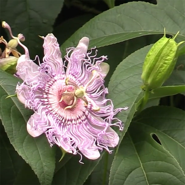 Maypop Passion Flower (Passiflora incarnata) for sale at Logee's ...