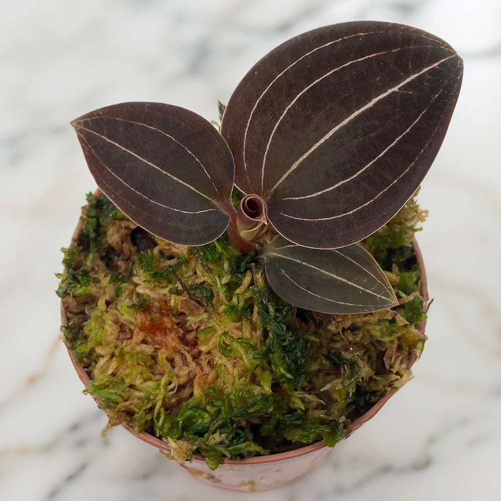 Jewel Orchid Ludochilus ‘Sea Turtle’ For Sale – Logee's Plants