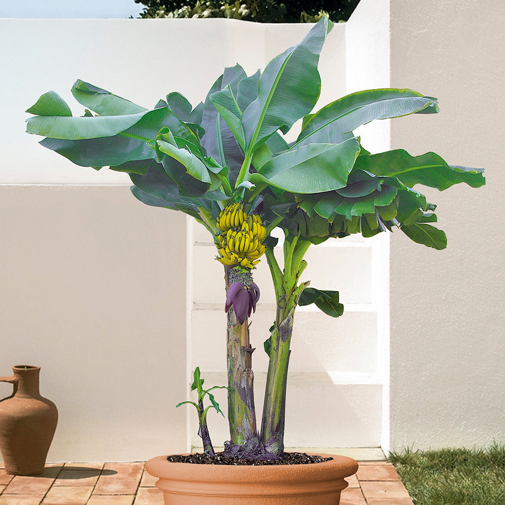 Banana Plant ‘Dwarf Lady Finger’ For Sale – Logee's Plants