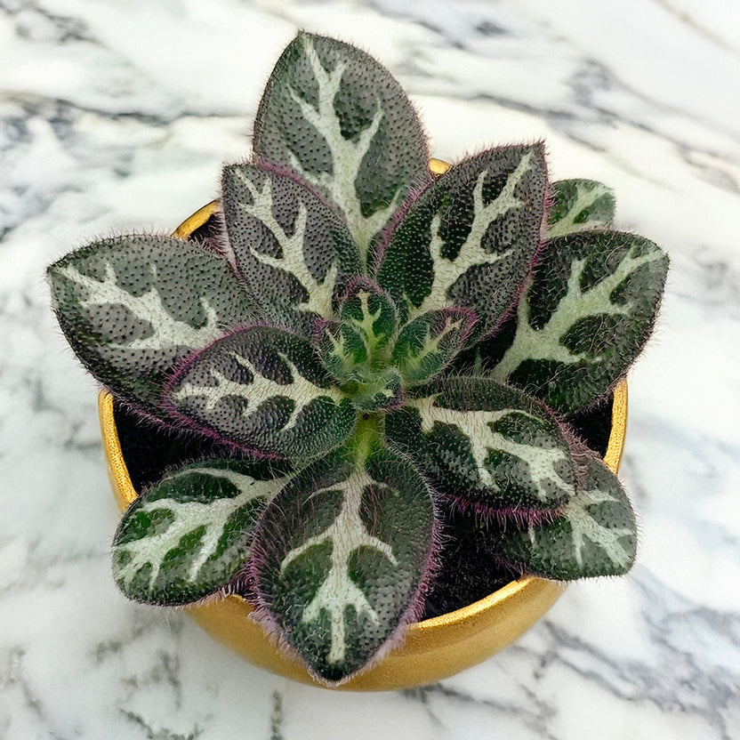 Primulina sinovietnamica For Sale – Logee's Plants