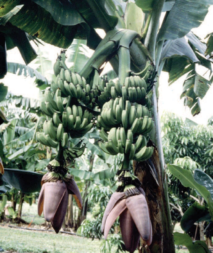 Banana Plant ‘Double Mahoi’ For Sale – Logee's Plants