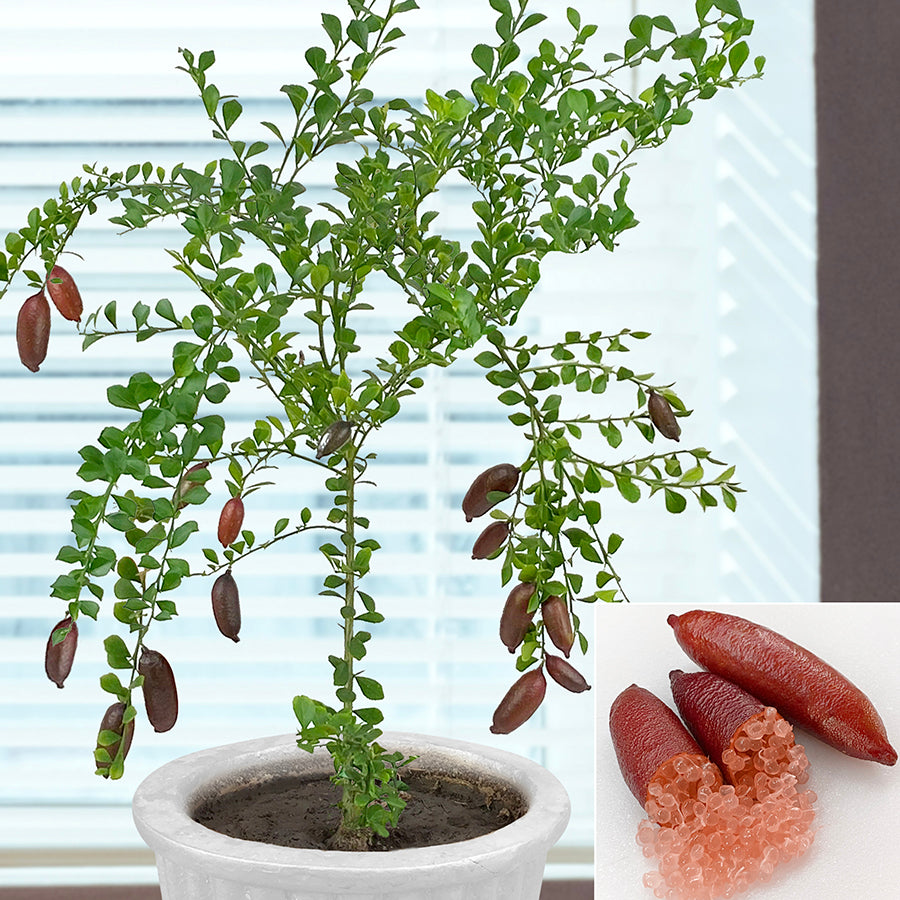 Finger Lime Trees For Sale – Logee's Plants