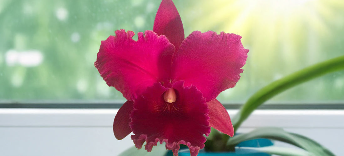 Fruiting, Rare & Tropical Plants for Sale at Logee's Plant Store ...