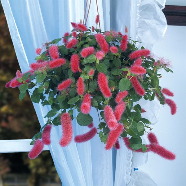 Strawberry Firetails Chenille Plant For Sale – Logee's Plants