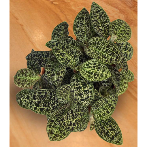 Jewel orchid macodes petola store