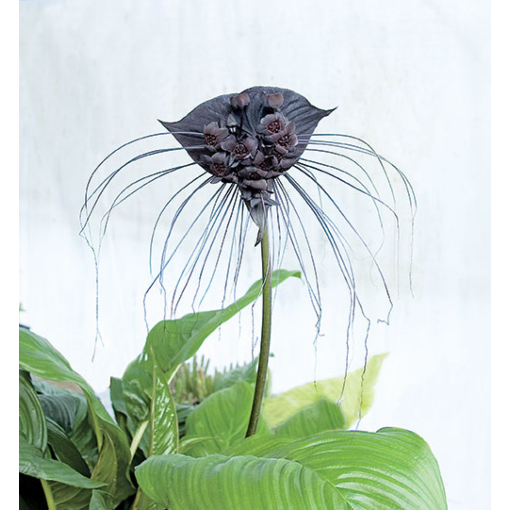 Black bat flower store