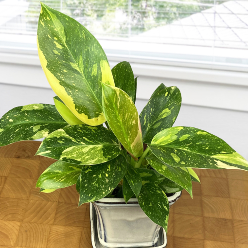 Variegated Philodendron Green Congo Nuclear Philodendron tatei Krause spp