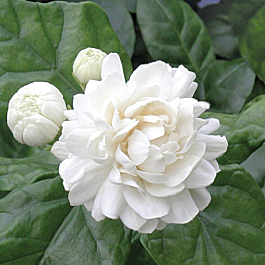 Jasmine Plant Grand Duke of Tuscany for Sale Jasminum sambac