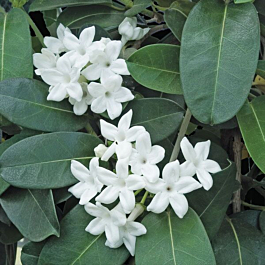 Madagascar Jasmine Plant Stephanotis floribunda for Sale at Logee s
